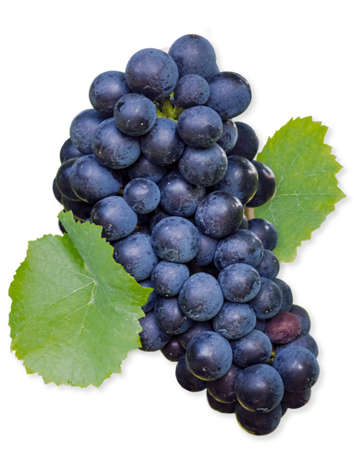 Eckosil Shield – SymAgro